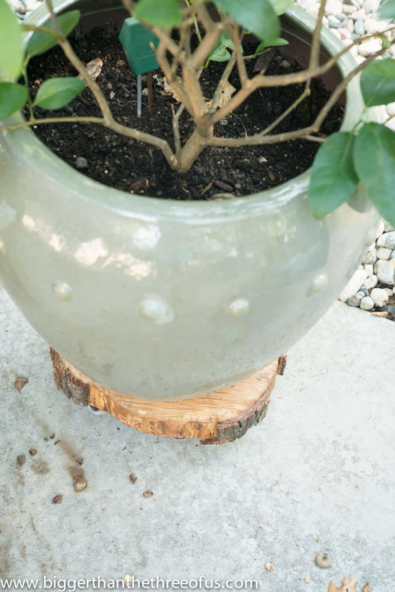 Make This Rolling Plant Stand Perfect For Large Planters
