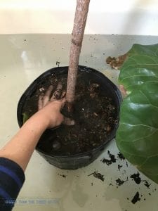 How to Water a Fiddle Leaf Fig - Bigger Than the Three of Us